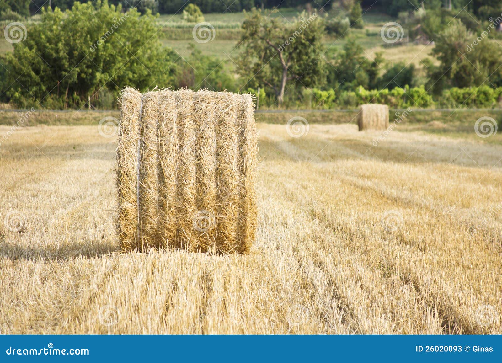 Hay Stack on a Harvested Field Stock Image - Image of grain, bale: 26020093