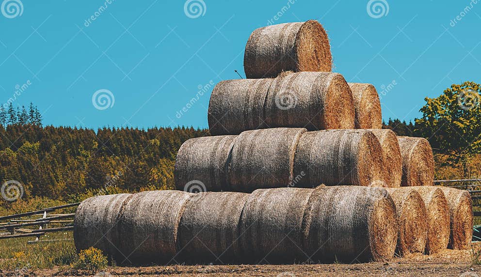 Hay Stack Piles in Nature stock image. Image of field - 222345705