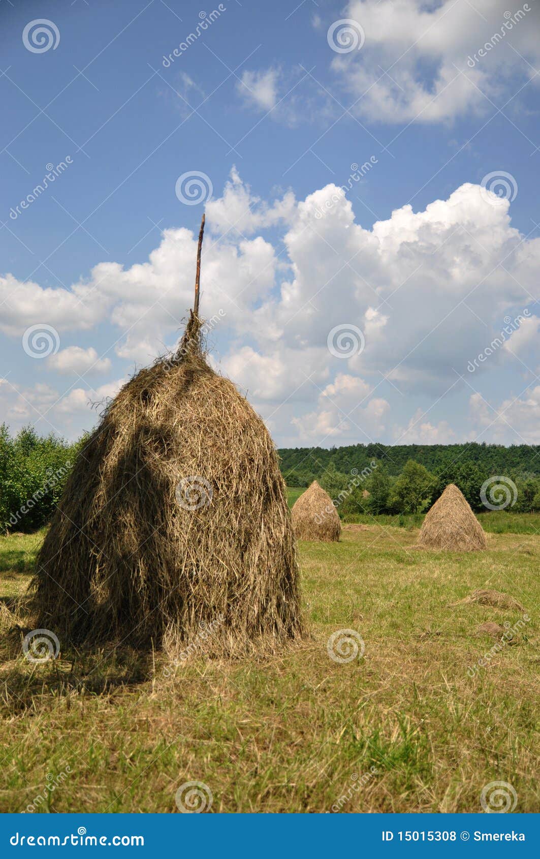 Hay in stacks. stock photo. Image of shock, grass, field - 15015308