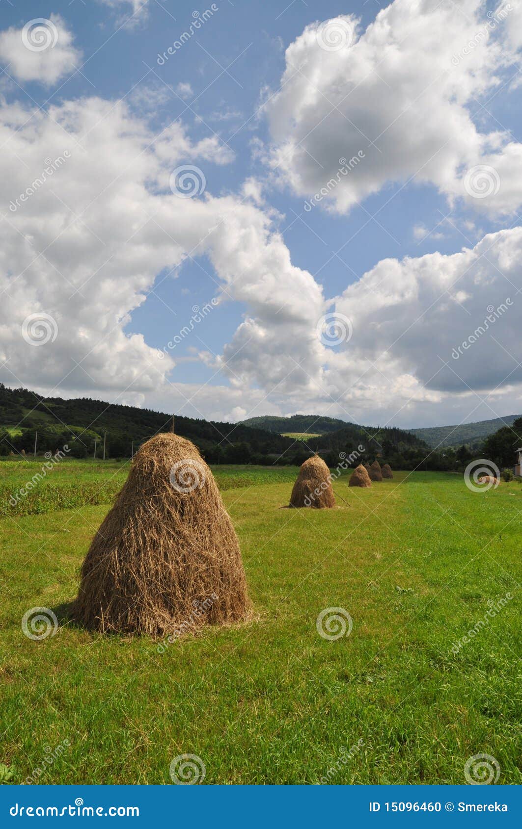 Hay in stacks. stock photo. Image of meadow, landscape - 15096460