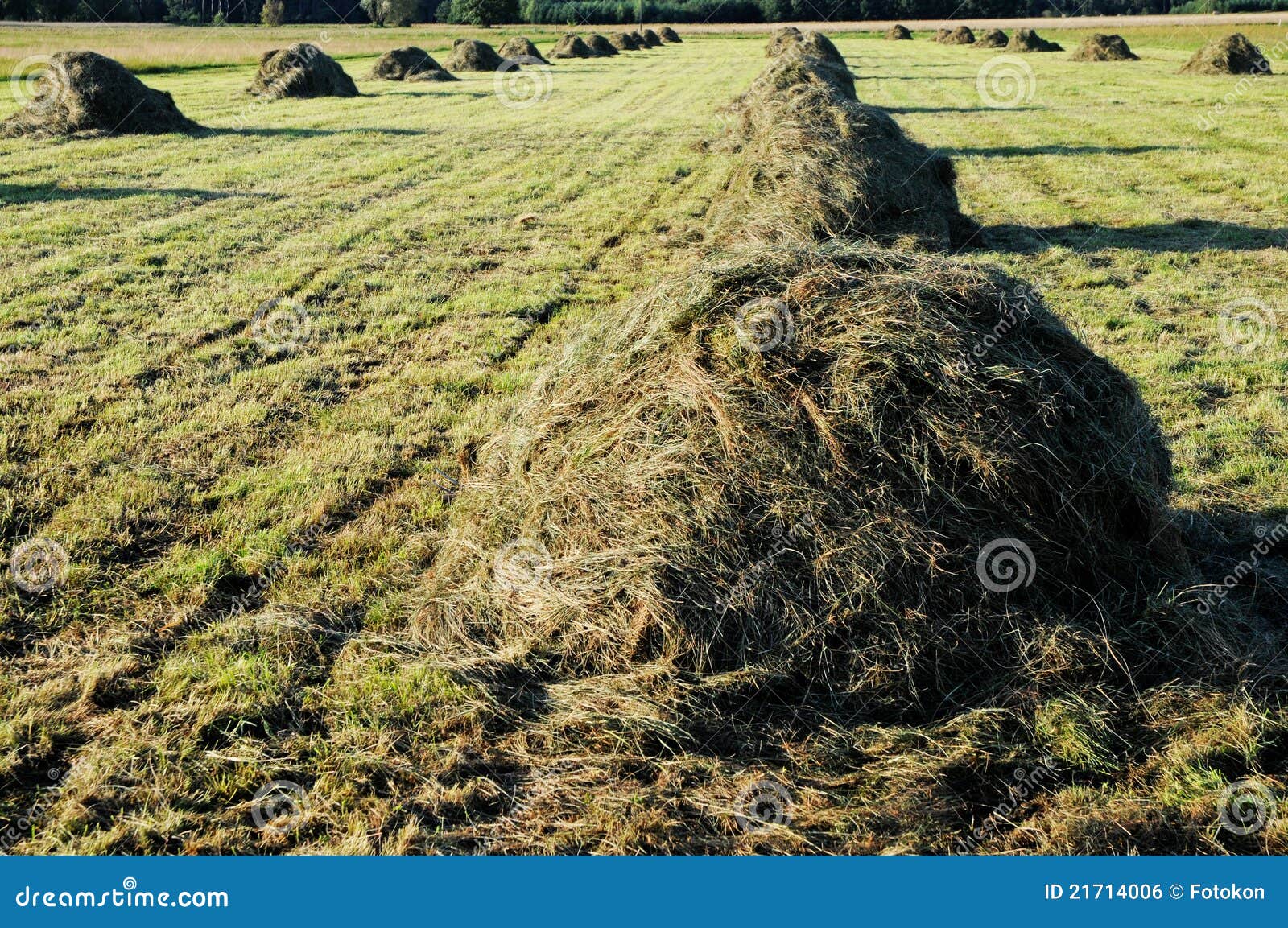 Hay stacks stock photo. Image of stacks, meadow, countryside - 21714006