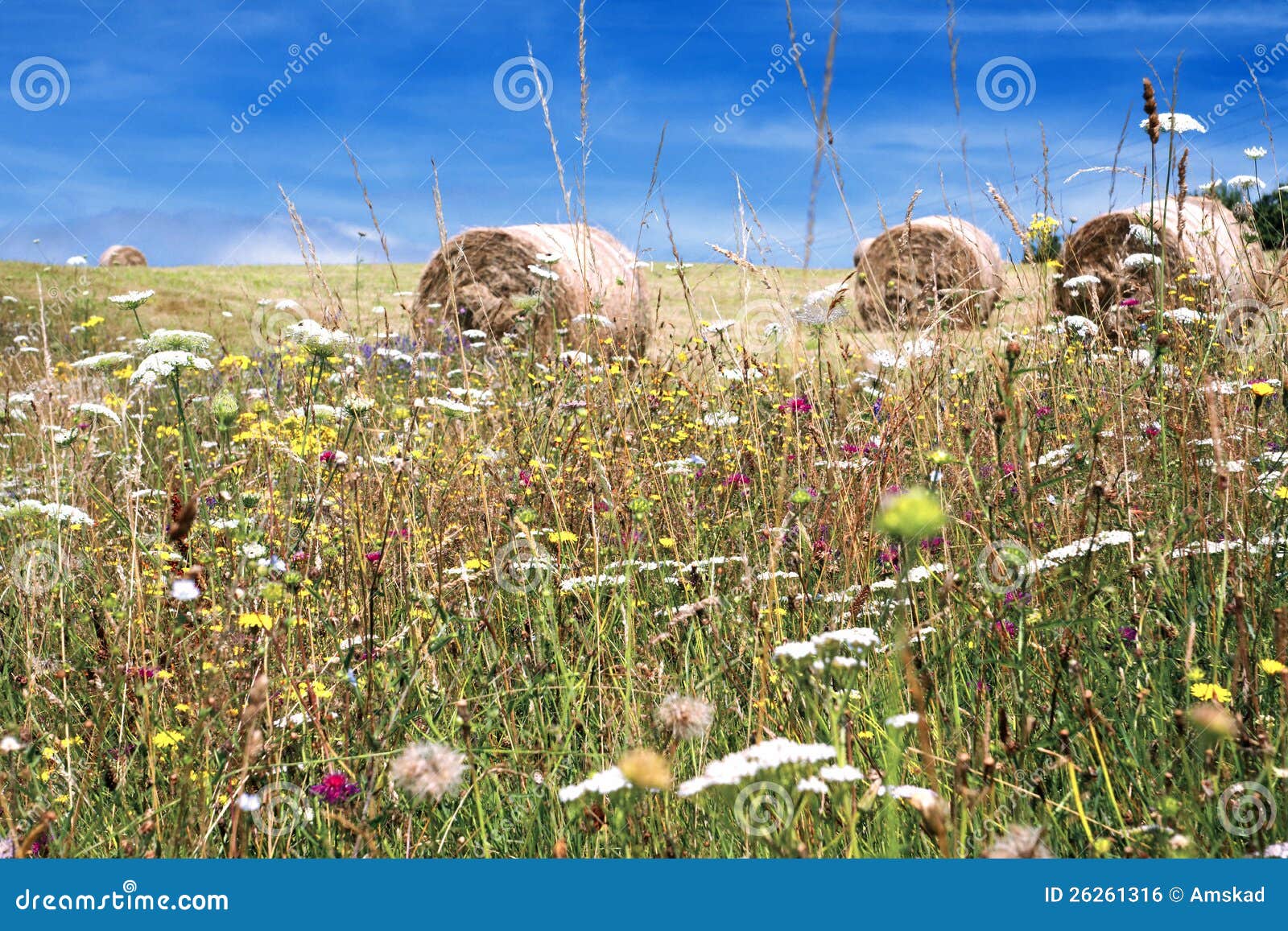 Hay stacks stock photo. Image of grass, crop, roll, field - 26261316
