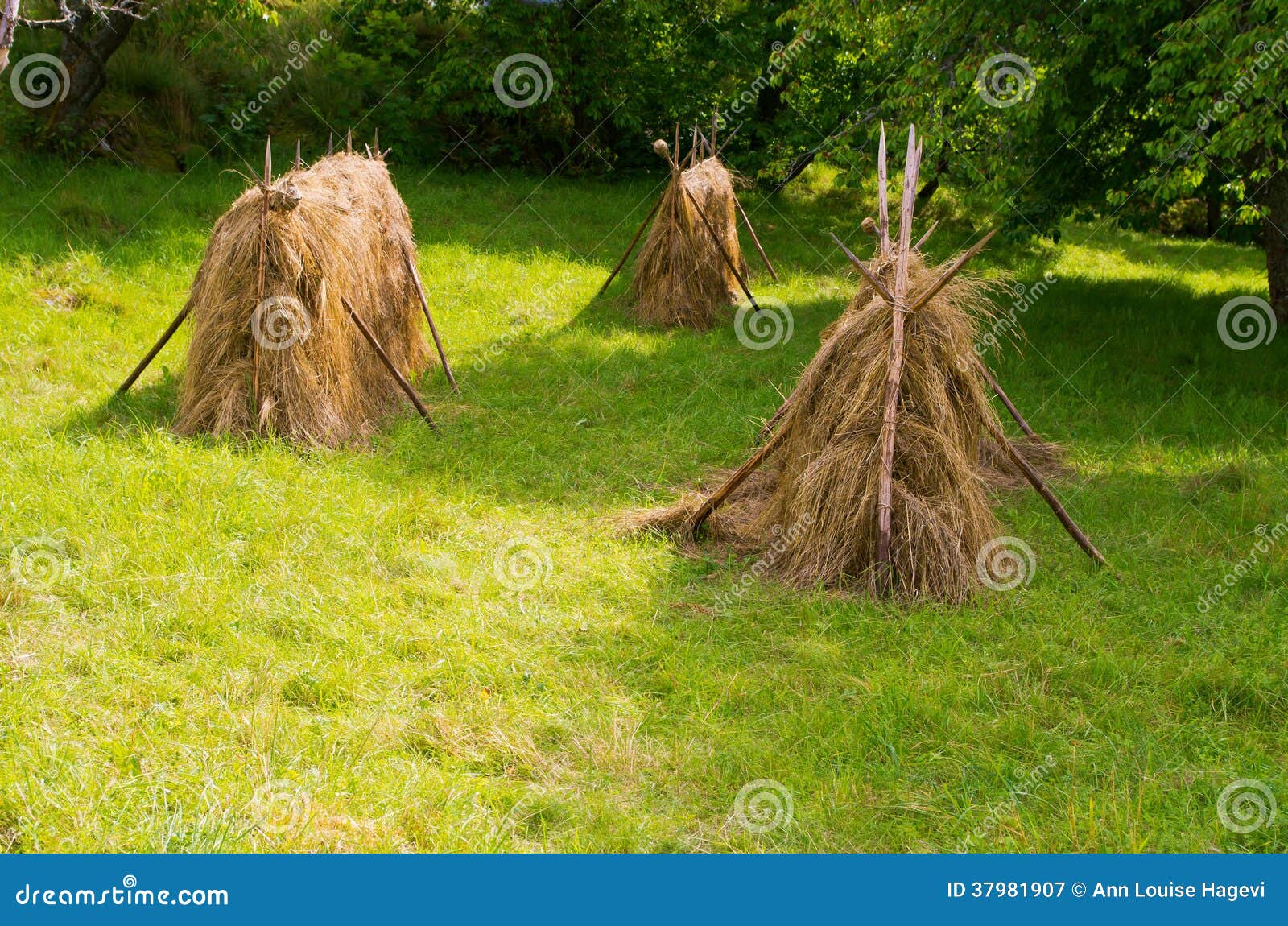 Hay stacks stock image. Image of sweden, summer, rack - 37981907