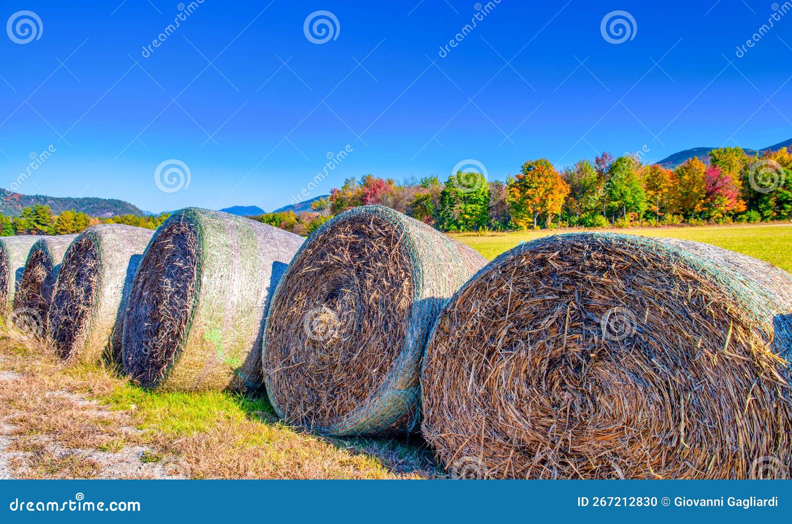 Hay Stacks Along the Road in a Foliage Landscape Stock Photo - Image of ...