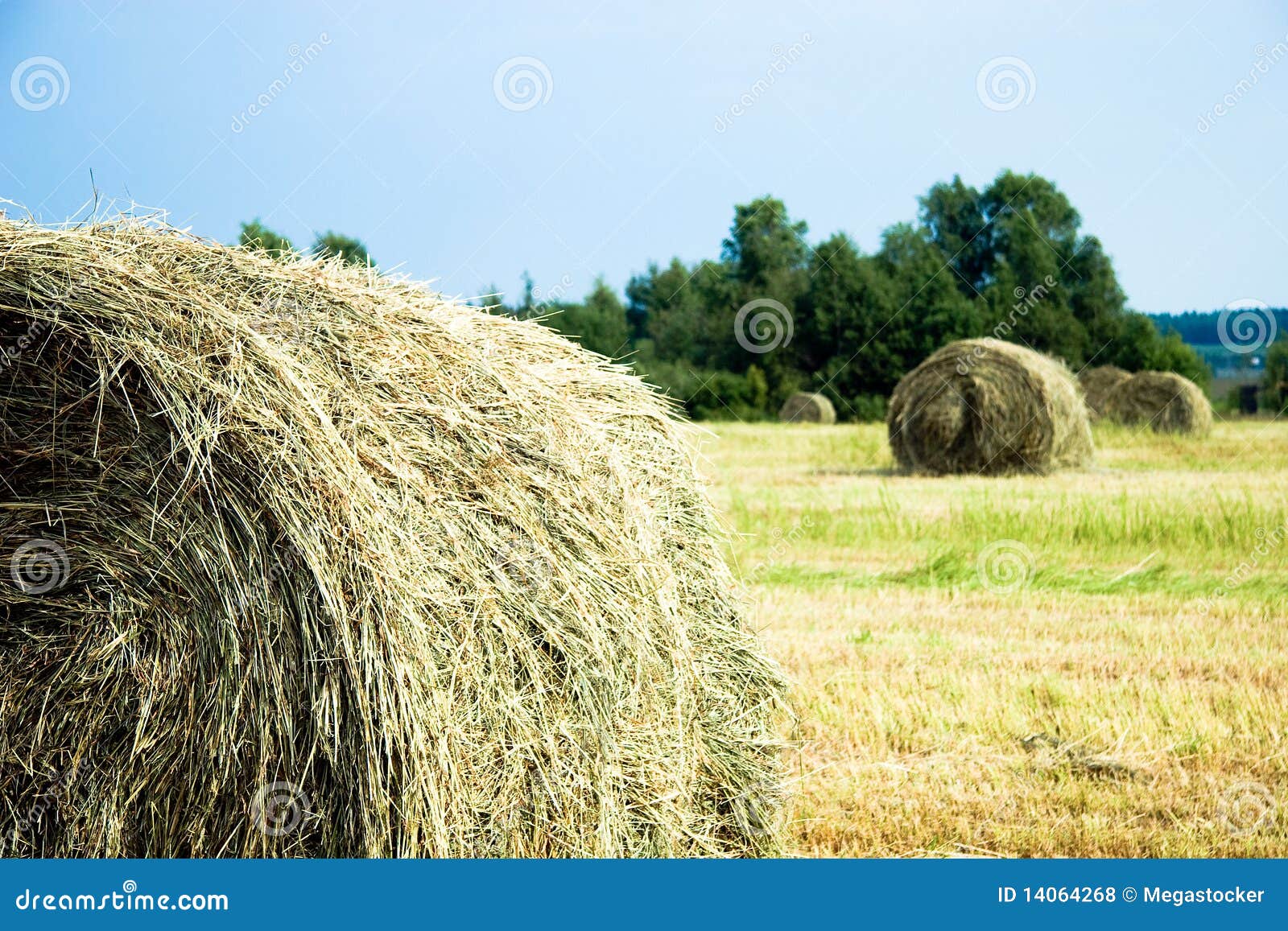 Hay stacks on the field stock photo. Image of silage - 14064268