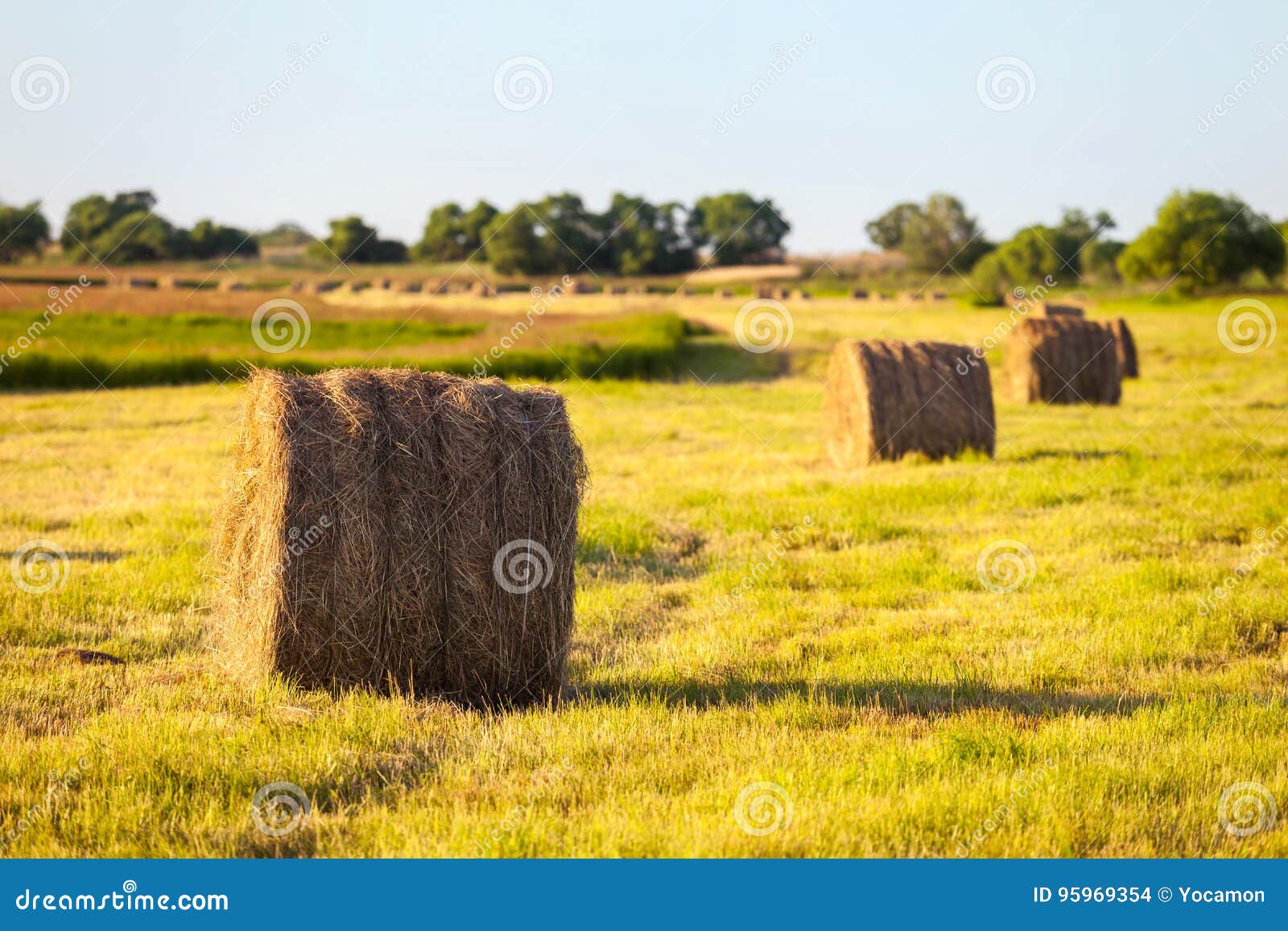 Hay stacks in the field stock photo. Image of farm, haymaking - 95969354
