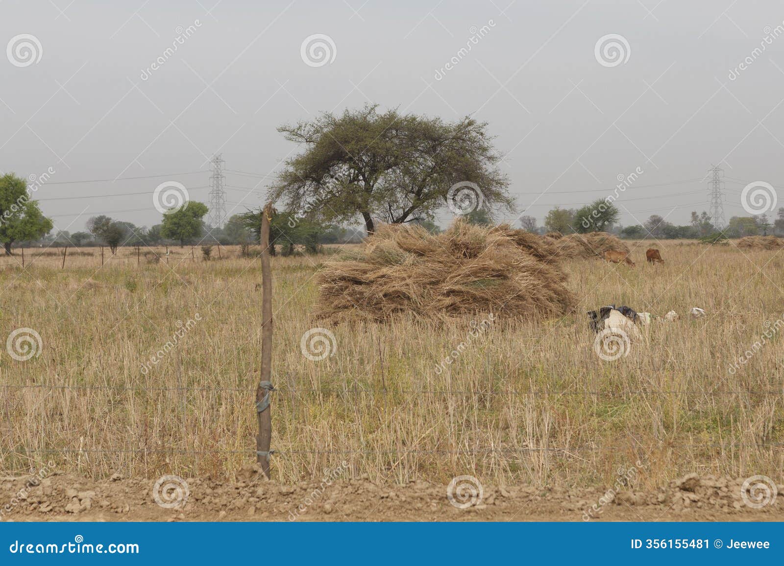 Hay Stacks in the Fields Around Mathura, Uttar Pradesh, India Stock ...