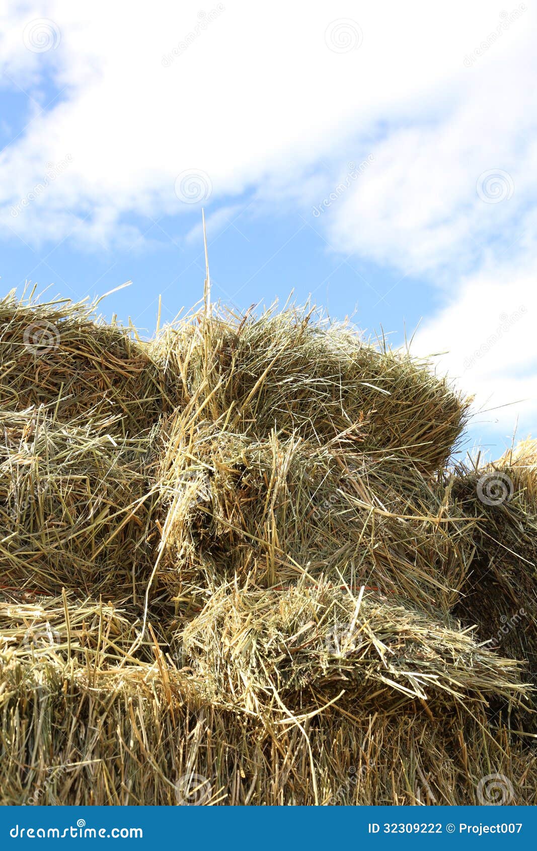 Hay stock photo. Image of crop, farmland, hayfield, farmer - 32309222