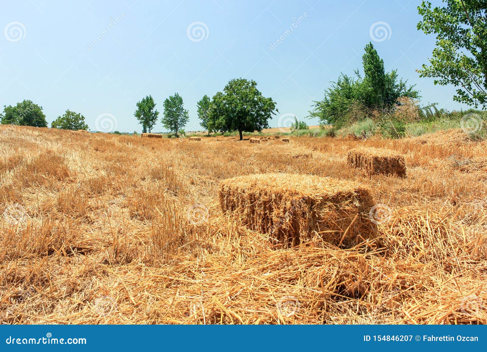 Hay and Straw Bales in the End of Summer Stock Image - Image of grain ...