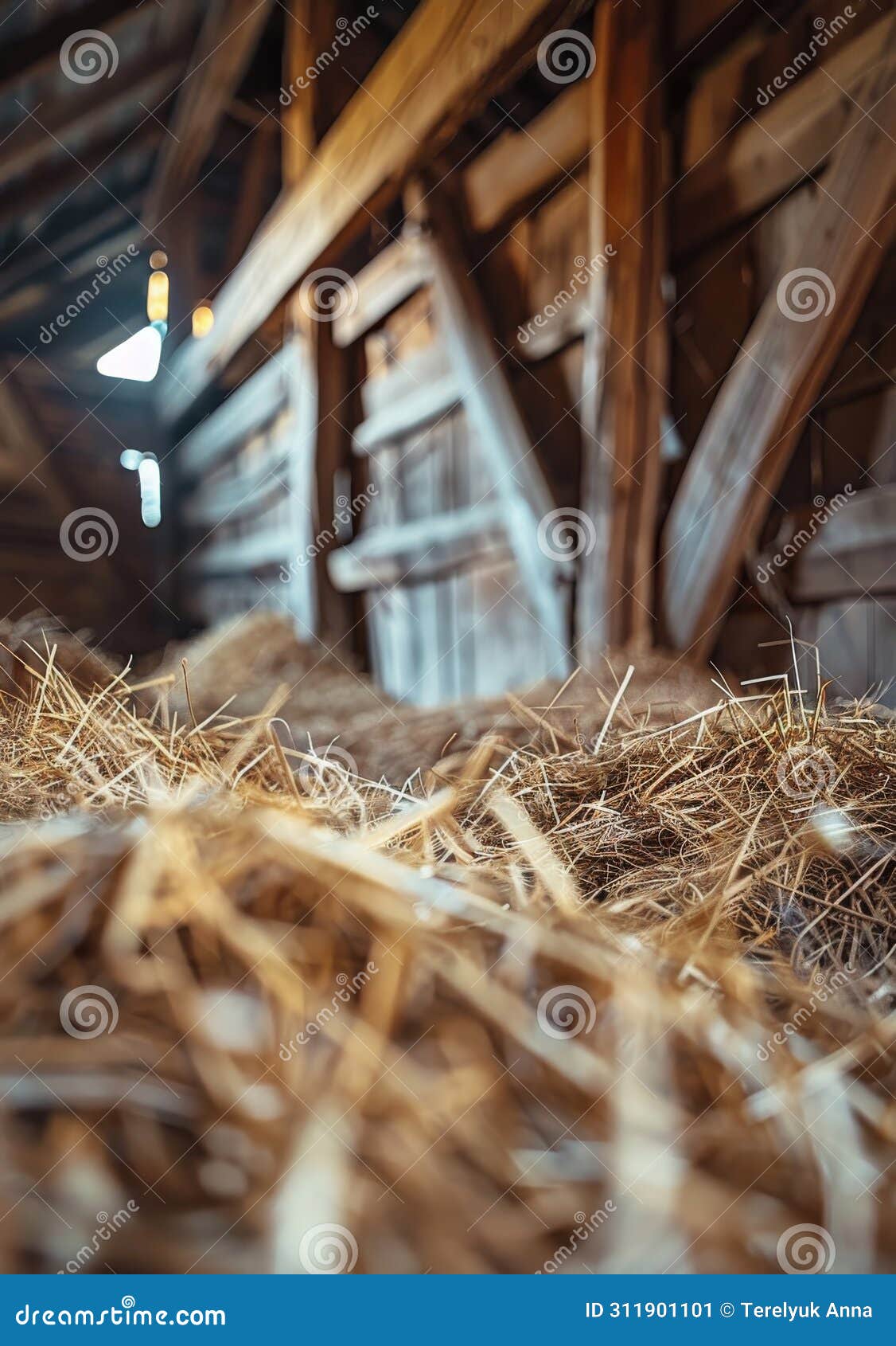 Hay and Straw in Barn. a Close-up Photo of Hay in an Old Barn Stock ...