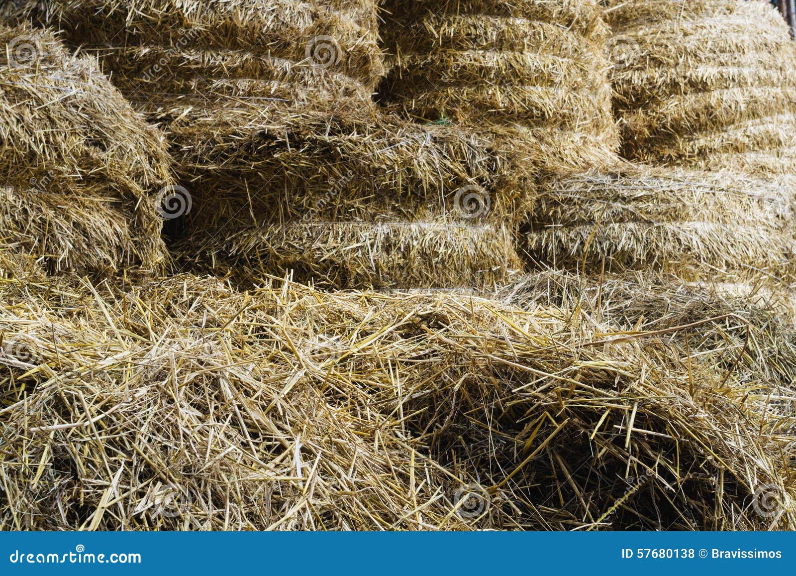 Hay and Straw Procured for Cattle Stock Photo - Image of agricultural ...