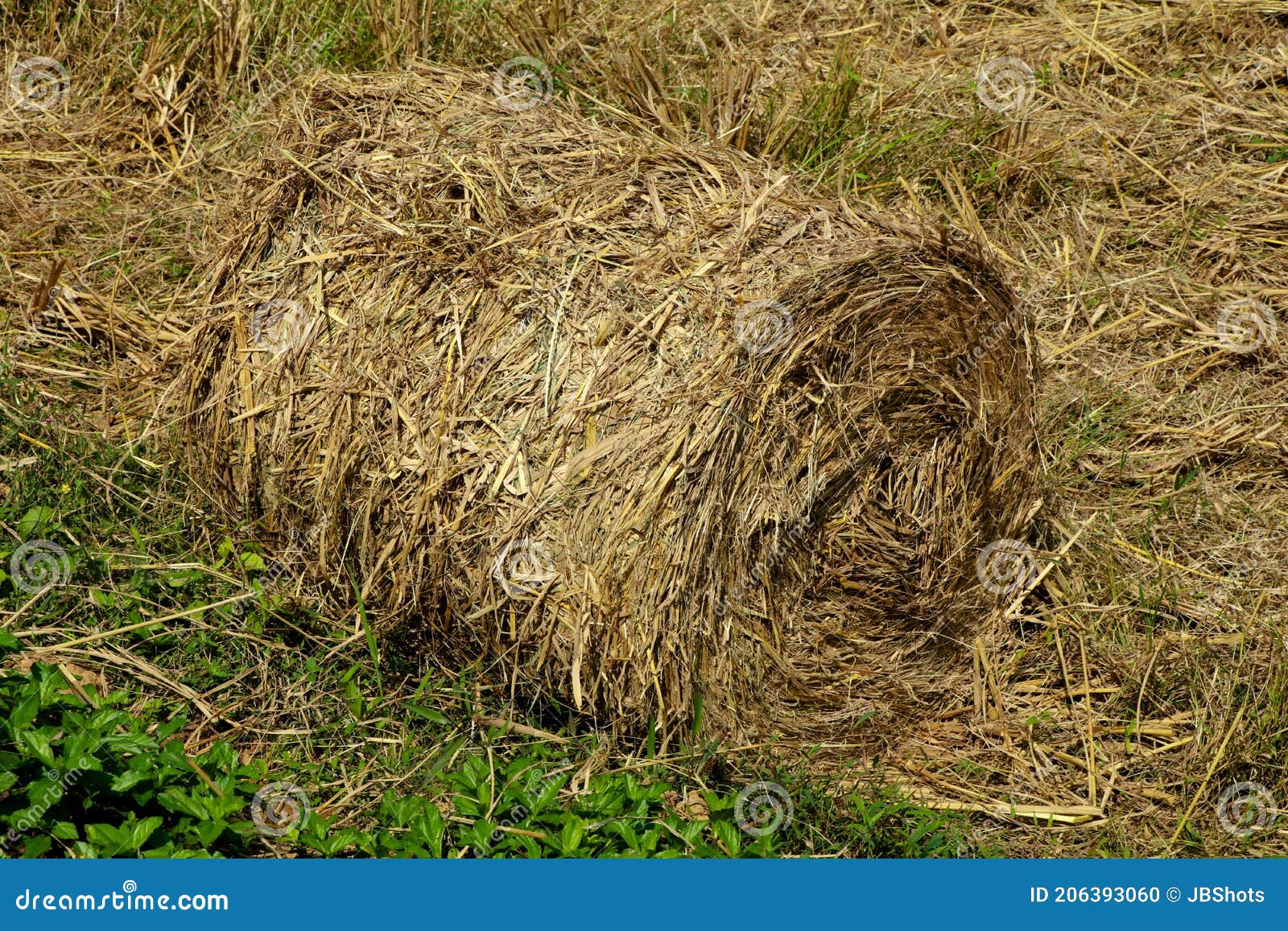 Hay or Straw Roll in the Paddy Field Stock Photo - Image of field ...