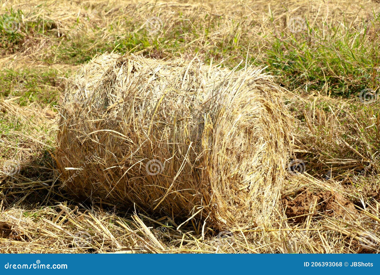 Hay or Straw Roll in the Paddy Field Stock Photo - Image of paddy ...