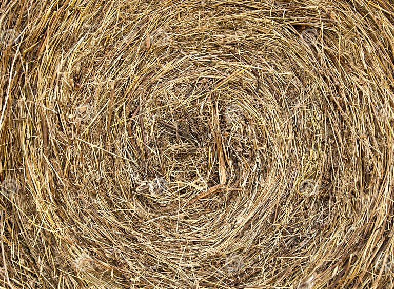 Hay texture stock photo. Image of straw, golden, yellow - 20771108