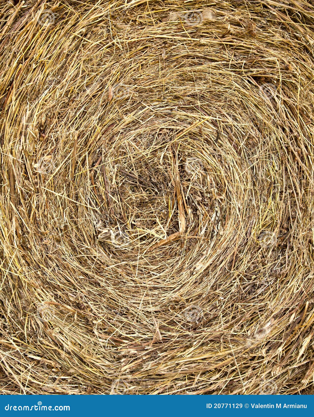 Hay texture stock image. Image of wheat, nature, gold - 20771129