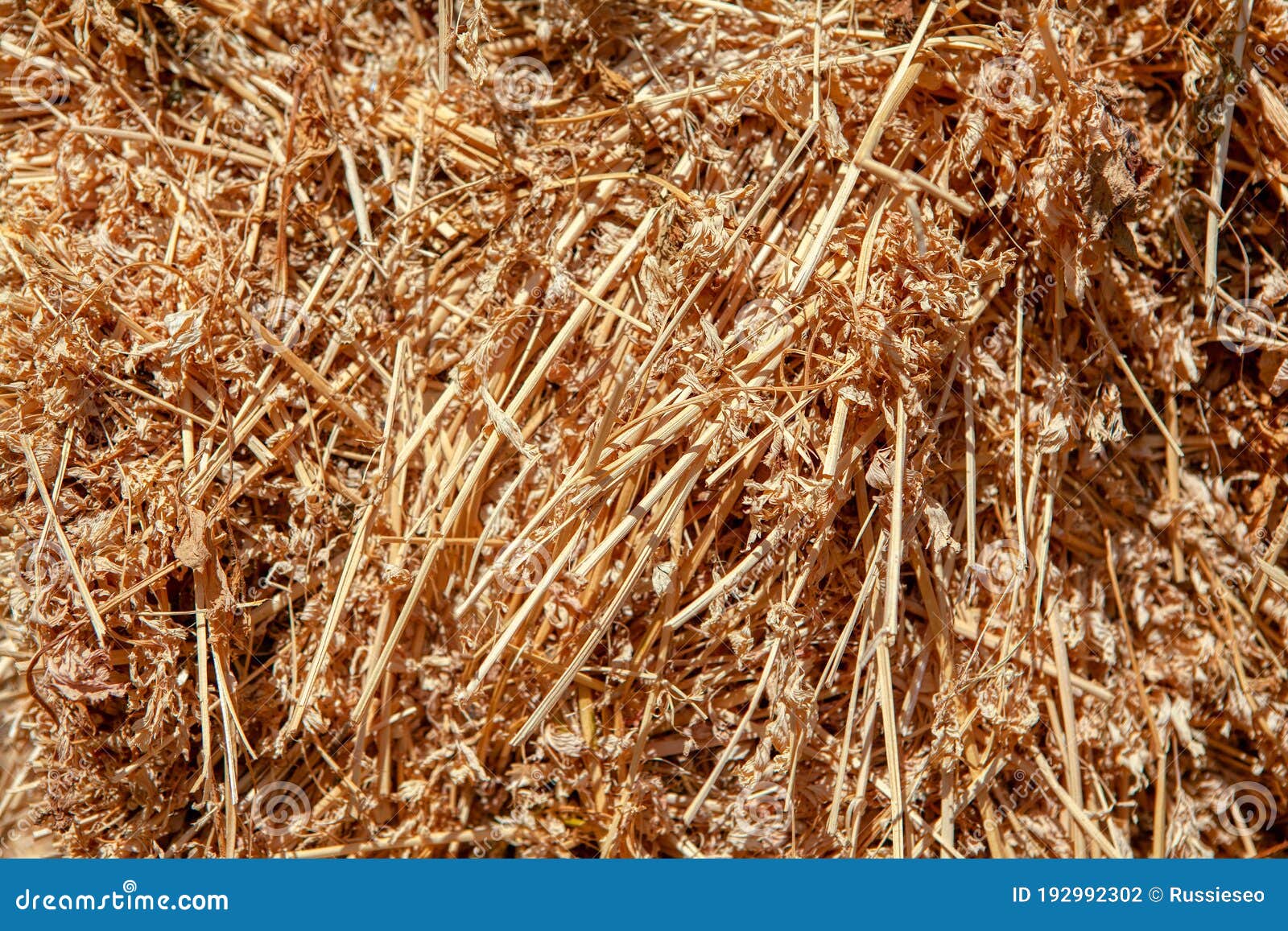 Hay texture background stock photo. Image of agricultural - 192992302