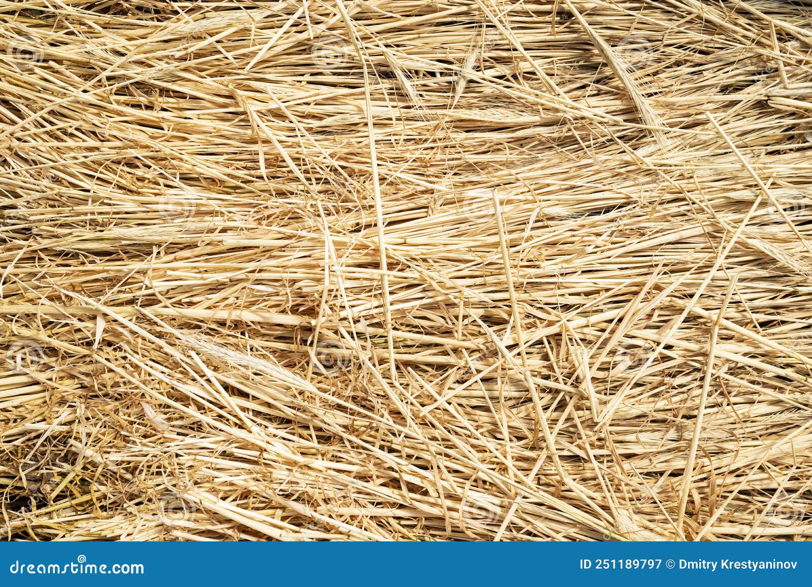 Hay texture stock image. Image of crop, grass, straw - 251189797