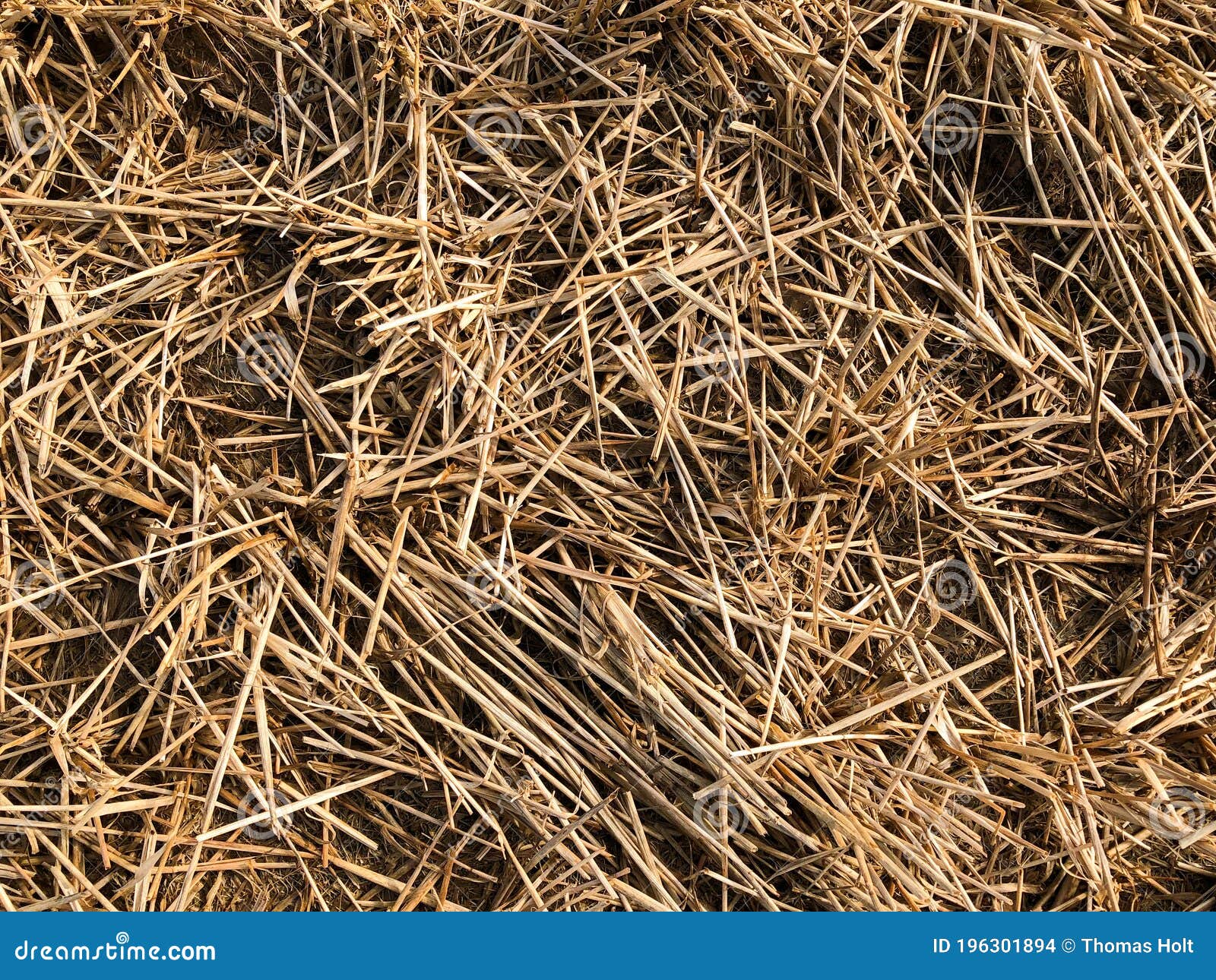 Hay Texture Background from High Angle View of Dried Straw Stock Photo ...