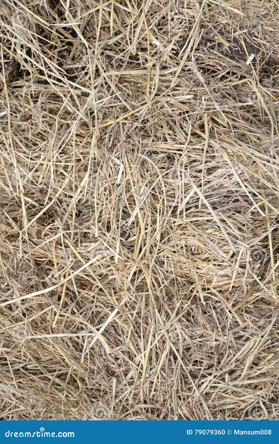 Hay texture stock photo. Image of agriculture, hayloft - 79079360