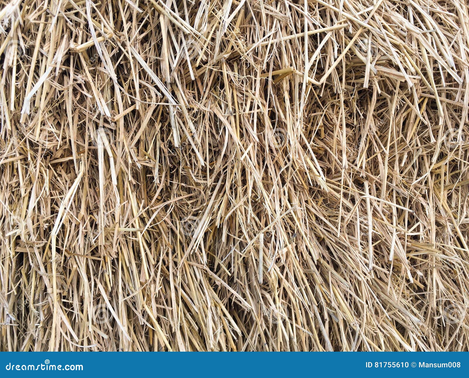 Hay texture stock photo. Image of nature, rough, harvest - 81755610