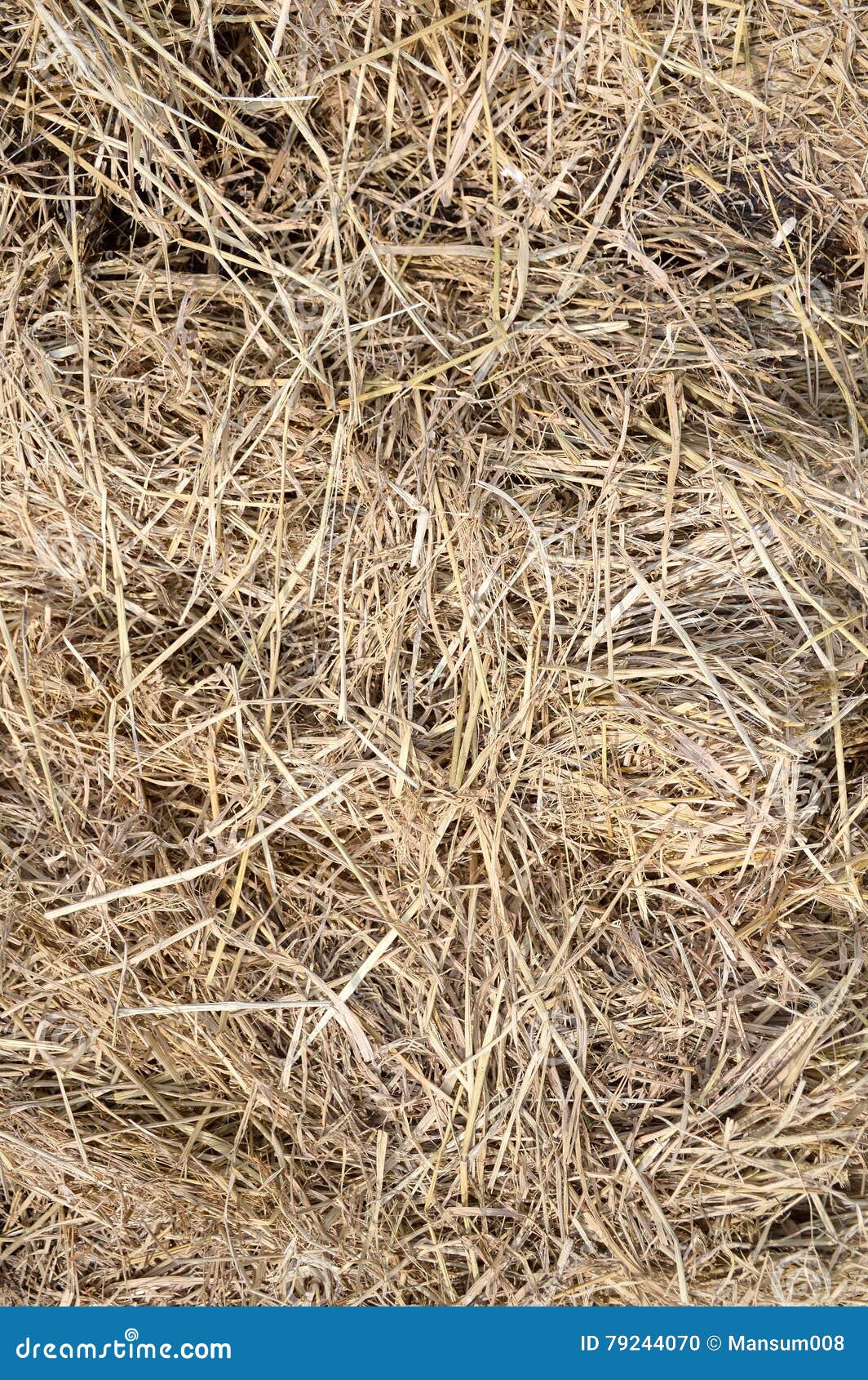 Hay Texture Stock Photo | CartoonDealer.com #79244070