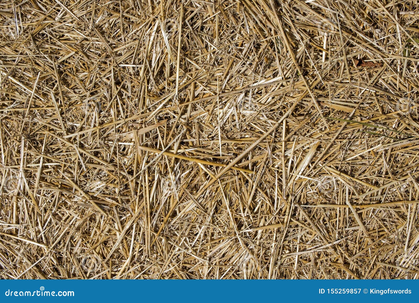 Hay Texture. Close-up of Dry Straw on the Ground. Texture of Straw ...