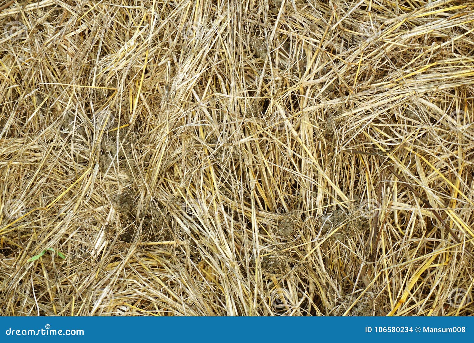 Hay texture stock photo. Image of straw, foliage, mulch - 106580234