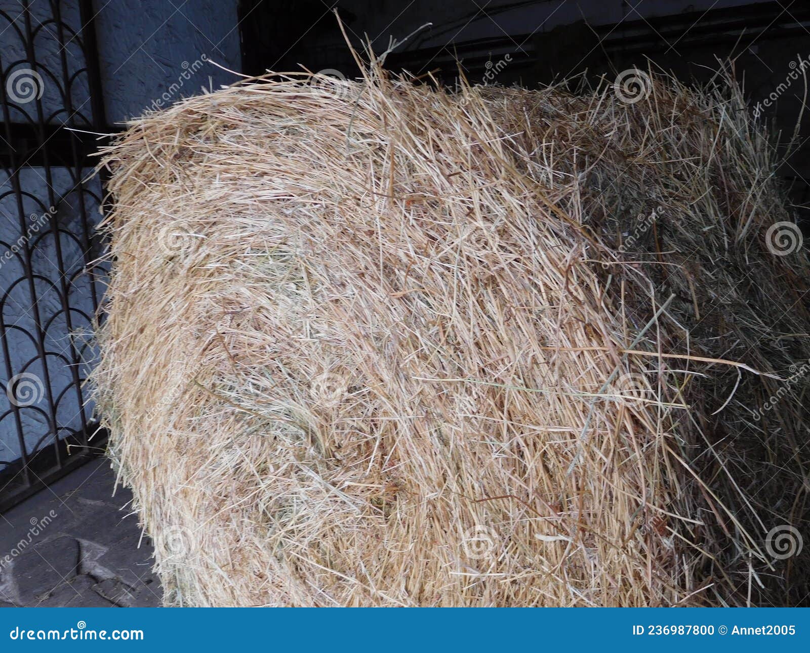 Hay, hayroll close up stock photo. Image of farm, feed - 236987800