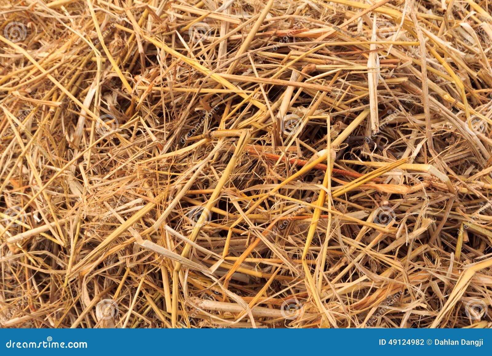 Hay stock photo. Image of industry, dried, rice, close - 49124982