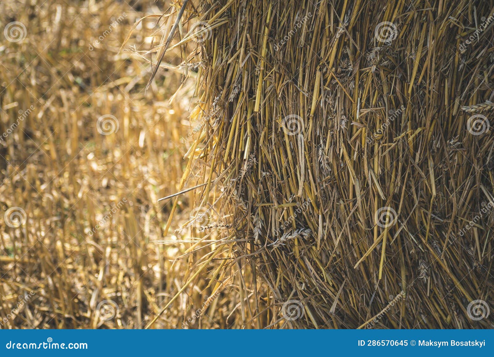 Hay texture. dry cut grass stock image. Image of healthy - 286570645