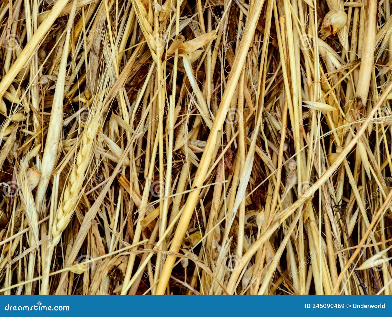 Hay Texture stock image. Image of farmland, fall, meadow - 245090469