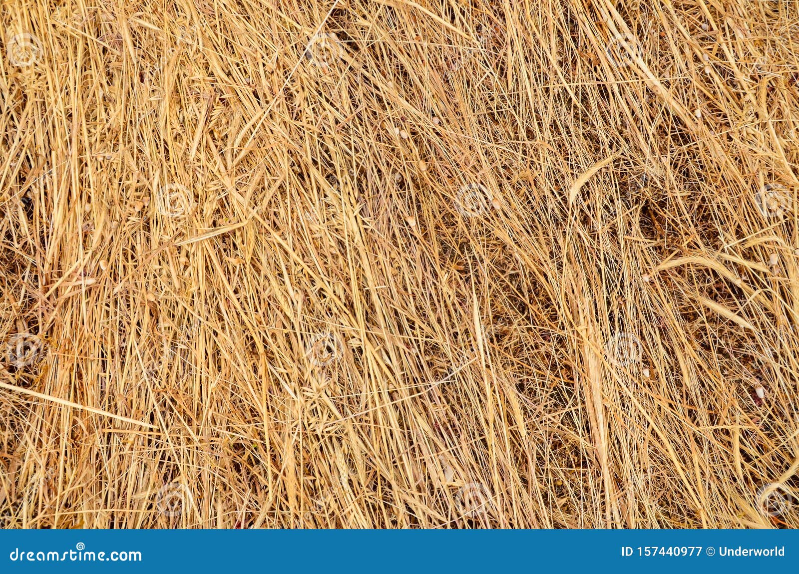 Hay Texture stock image. Image of growing, grain, cloud - 157440977