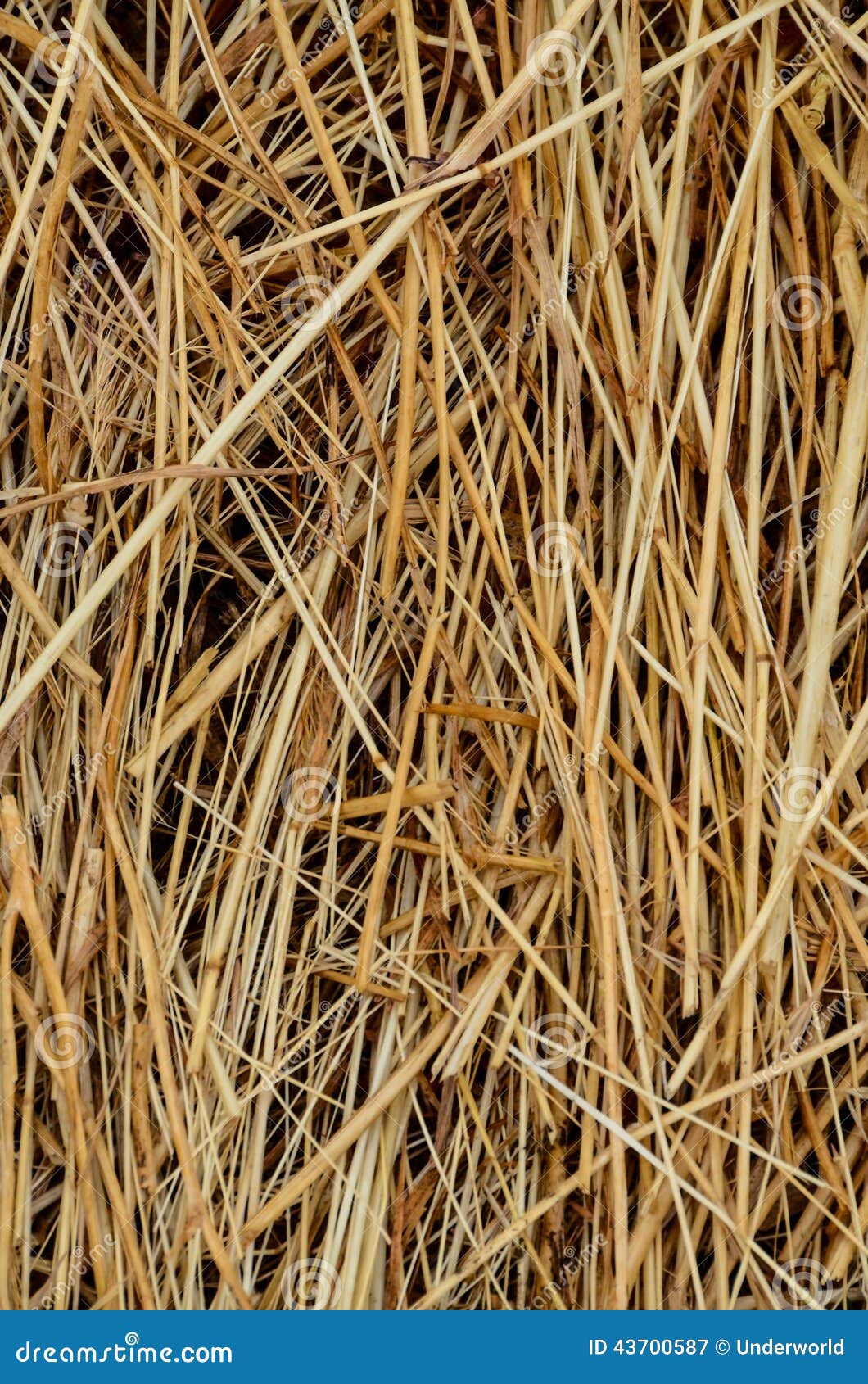 Hay Texture stock image. Image of color, field, land - 43700587