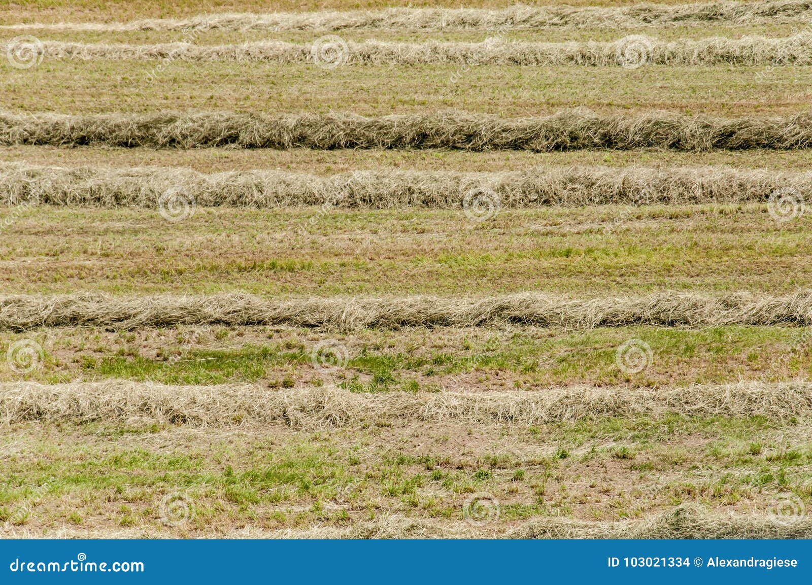 Hay texture stock photo. Image of arid, countryside - 103021334
