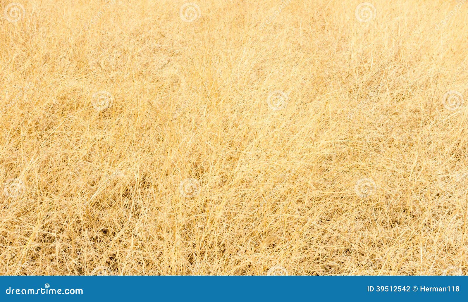 Hay texture stock photo. Image of outdoors, botanic, rural - 39512542