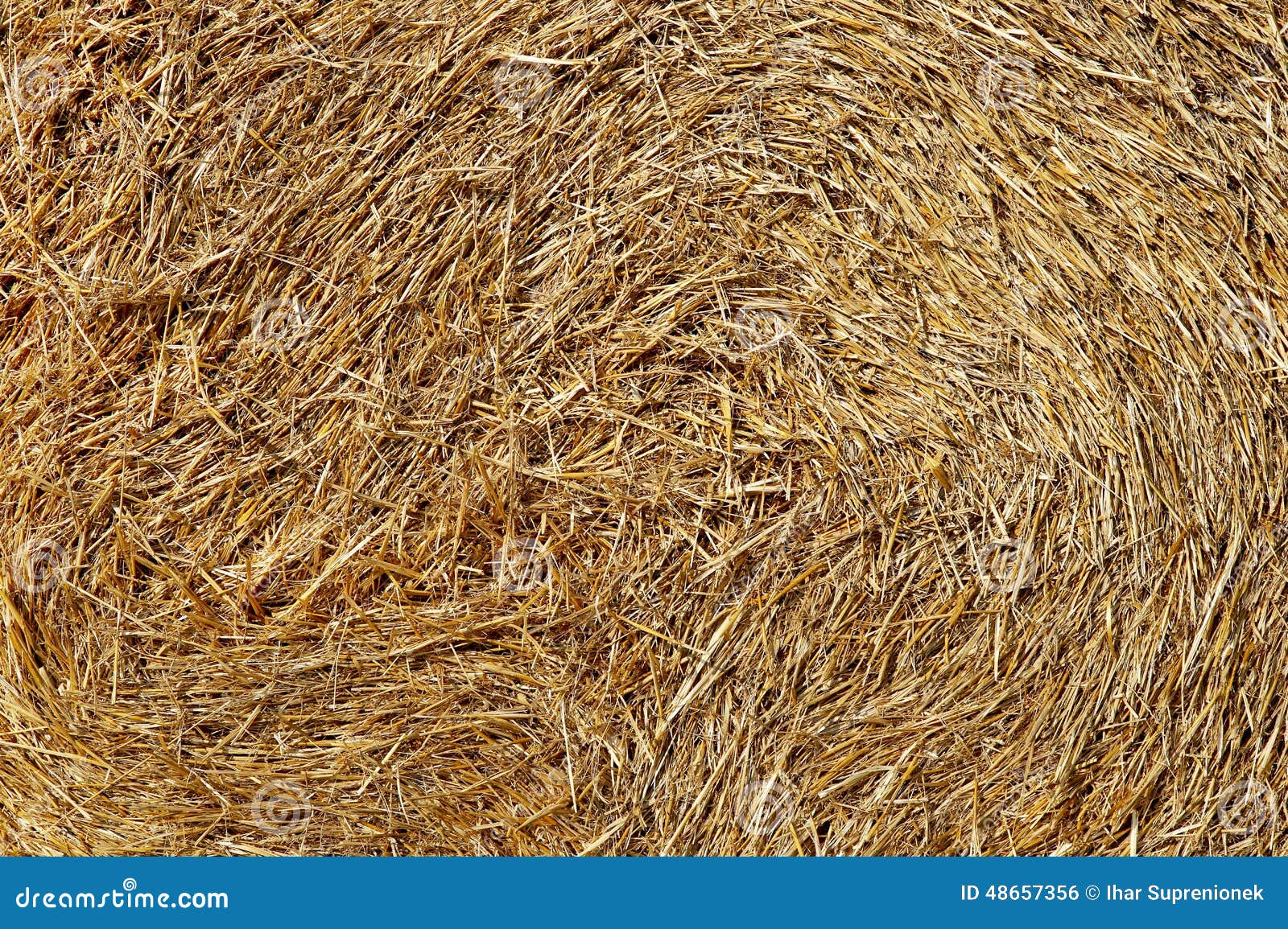 Hay texture stock photo. Image of harvesting, crop, elusive - 48657356
