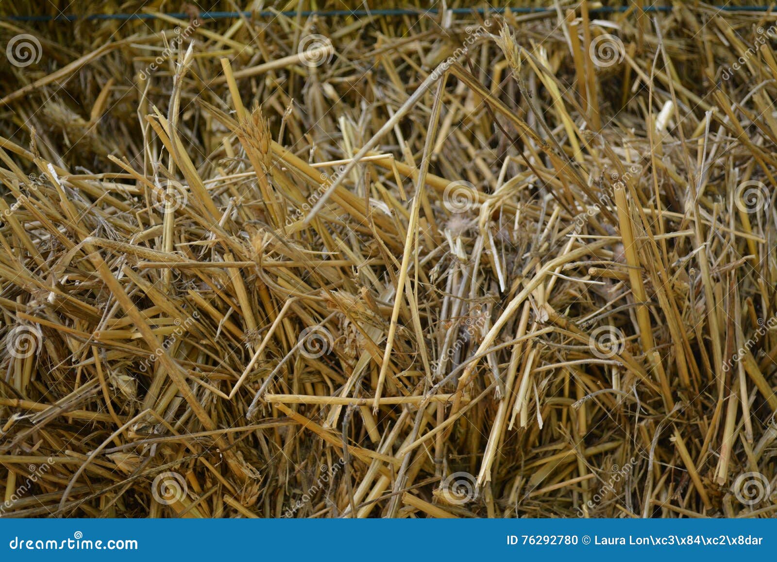 Hay texture stock photo. Image of background, field, texture - 76292780