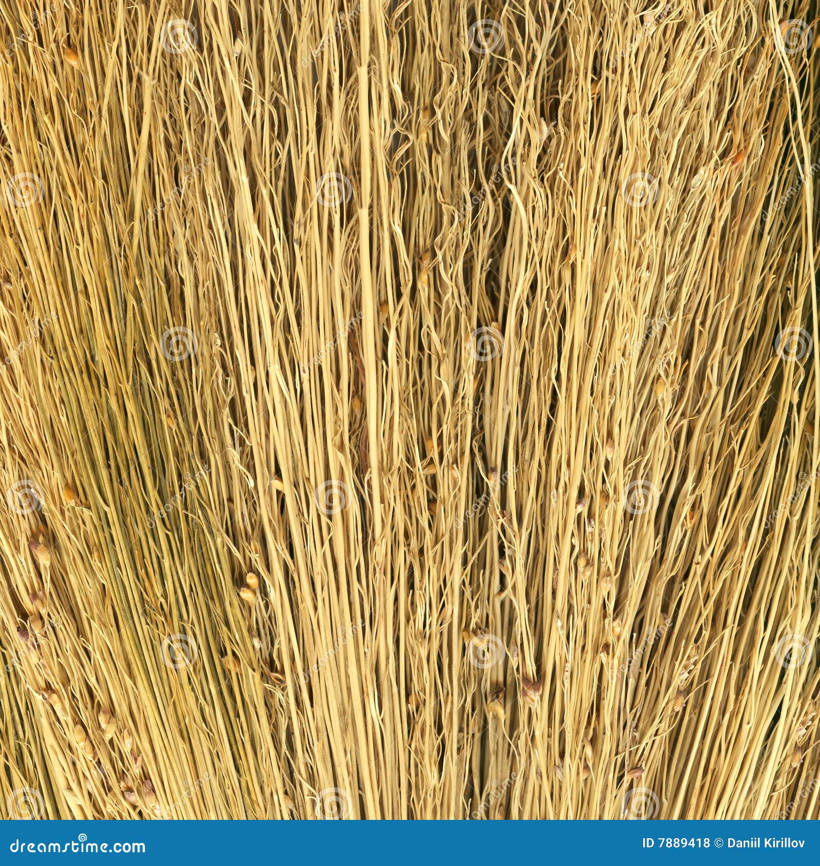 Hay texture to background stock photo. Image of banner - 7889418