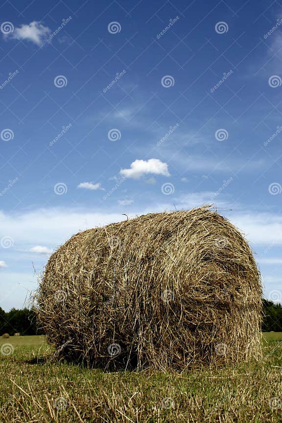 Hay there! stock image. Image of grass, harvest, agriculture - 1194351