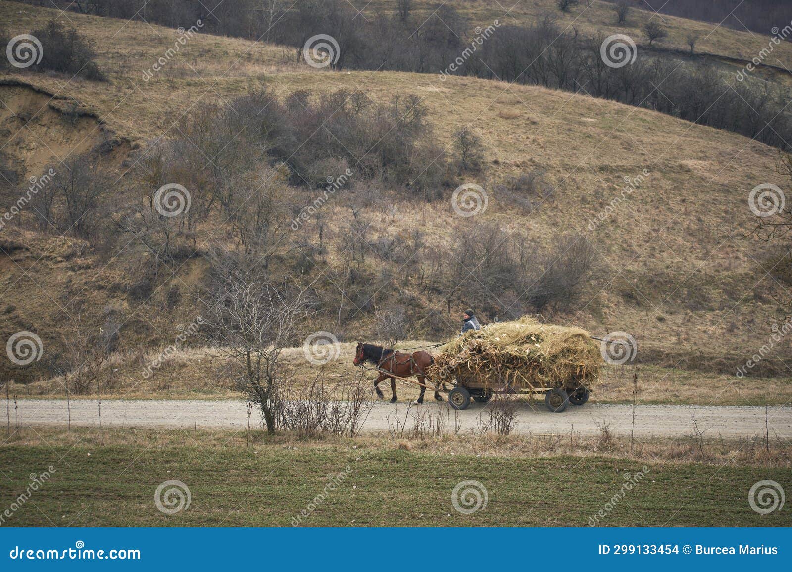 Hay wagon drawn by a horse stock photo. Image of farm - 299133454