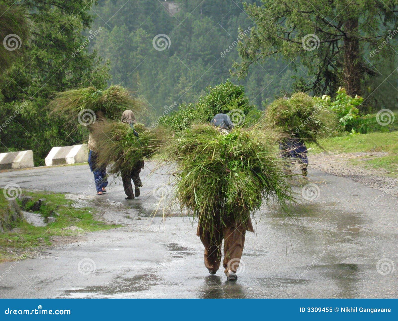 Hay Walk stock image. Image of street, passsage, carrying - 3309455