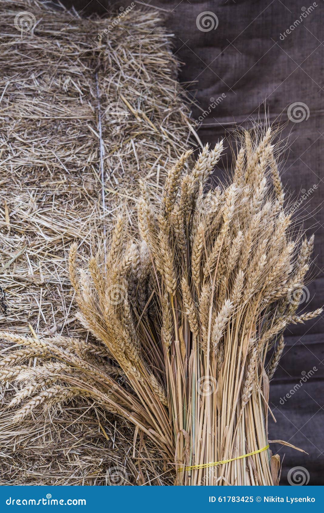 Hay and wheat stock image. Image of landscape, corn, design - 61783425