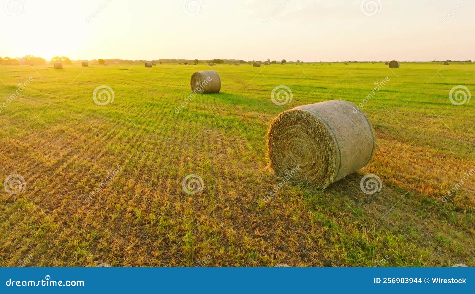 Hay on the wide farm field stock footage. Video of cloud - 256903944