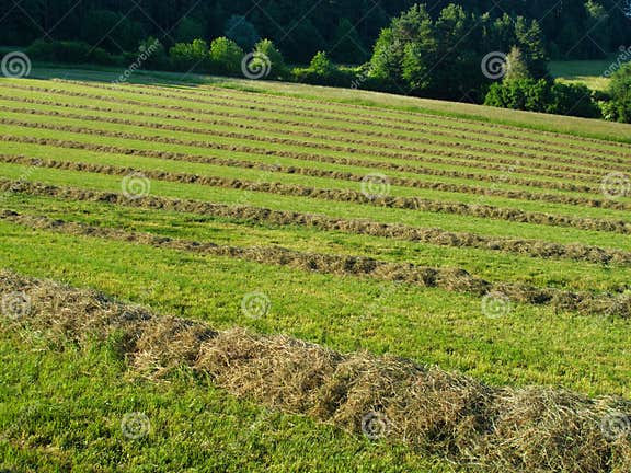 Hay windrows stock image. Image of farm, field, grass - 23844853