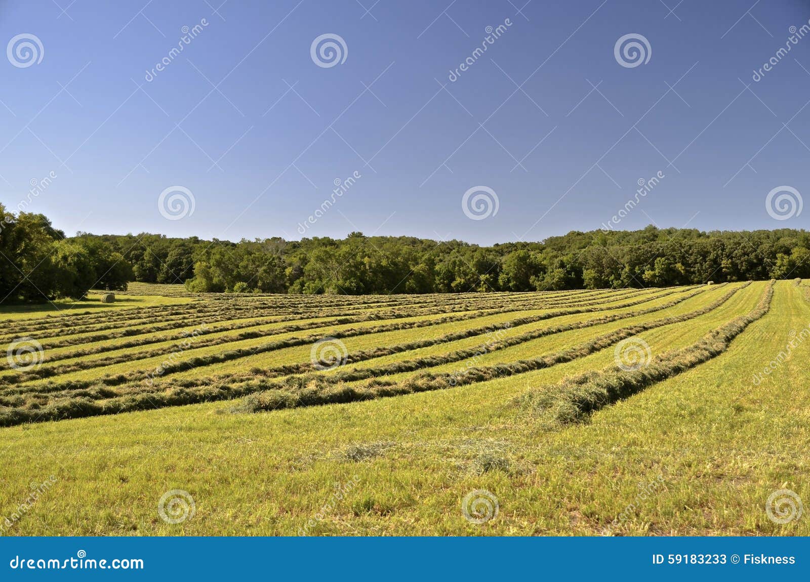 Hay Windrows Stock Images - Download 89 Royalty Free Photos