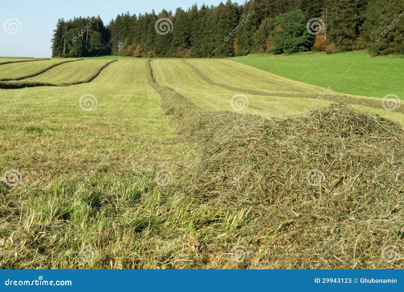 Hay windrows in the field stock image. Image of equipment - 29943123