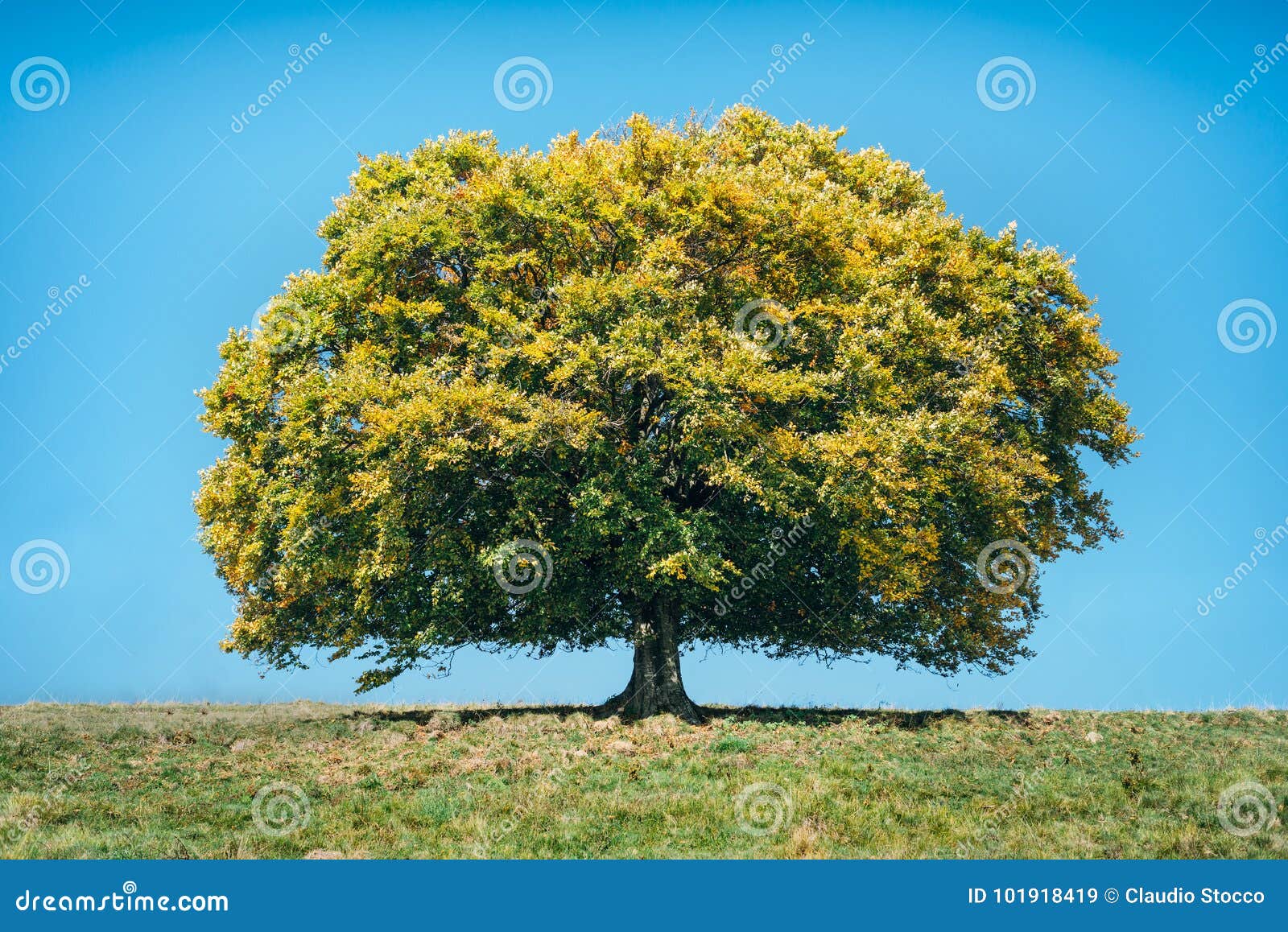 Haya imagen de archivo. Imagen de cubo, cielo, bosque - 101918419