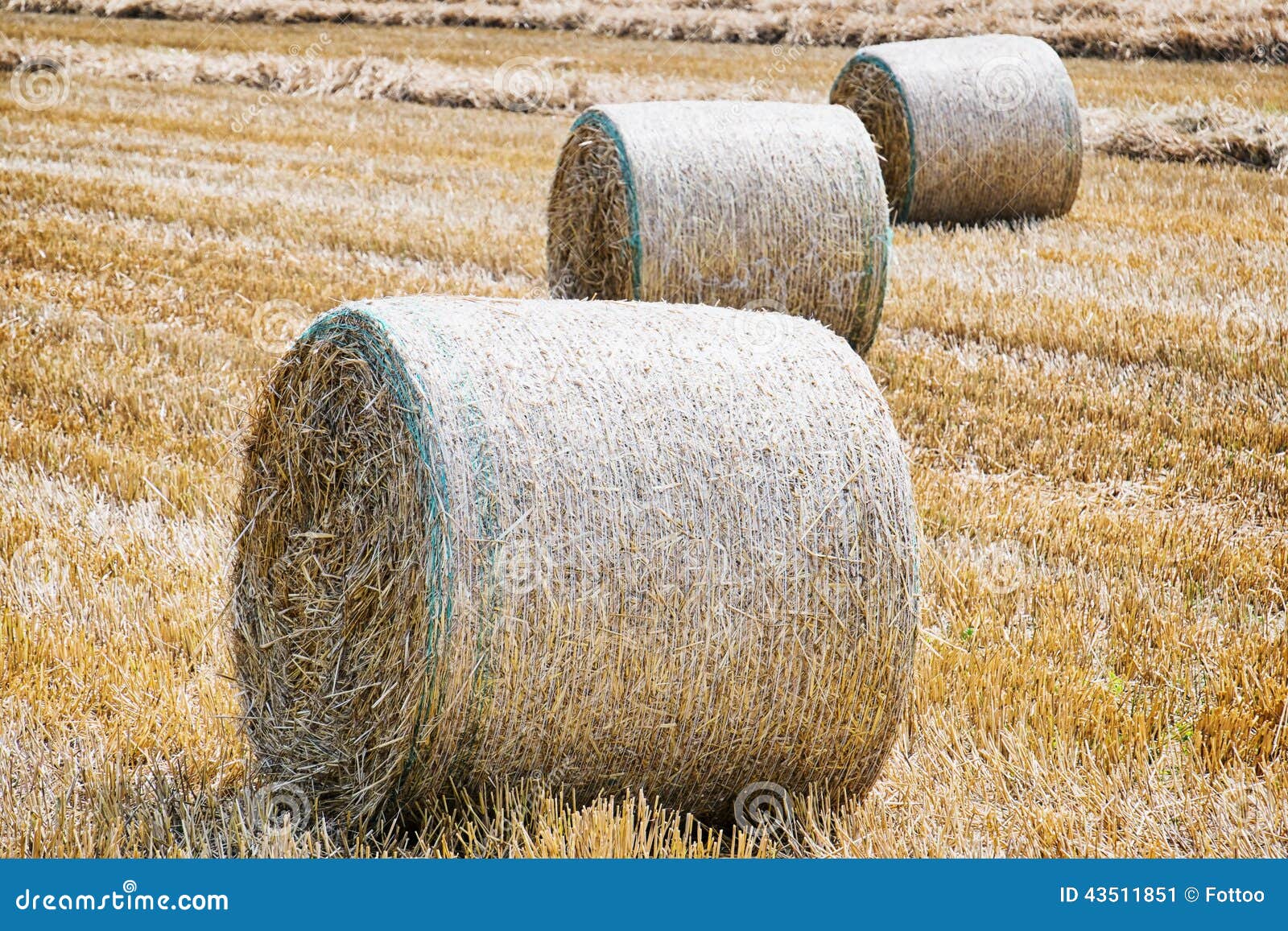 Haybales immagine stock. Immagine di fieno, aperto, oggetti - 43511851