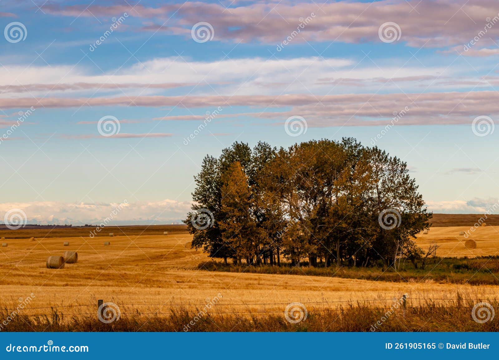 Haybales in Fall Fields. Wheatland County, Alberta, Canada Stock Image ...