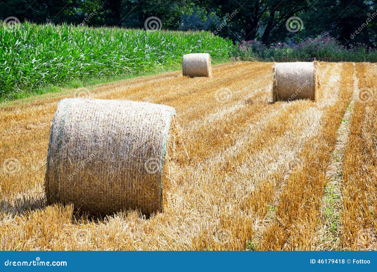 Haybales stock photo. Image of natural, farm, rustic - 46179418